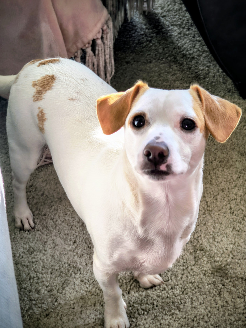 Winston Frasier | America's Favorite Pet