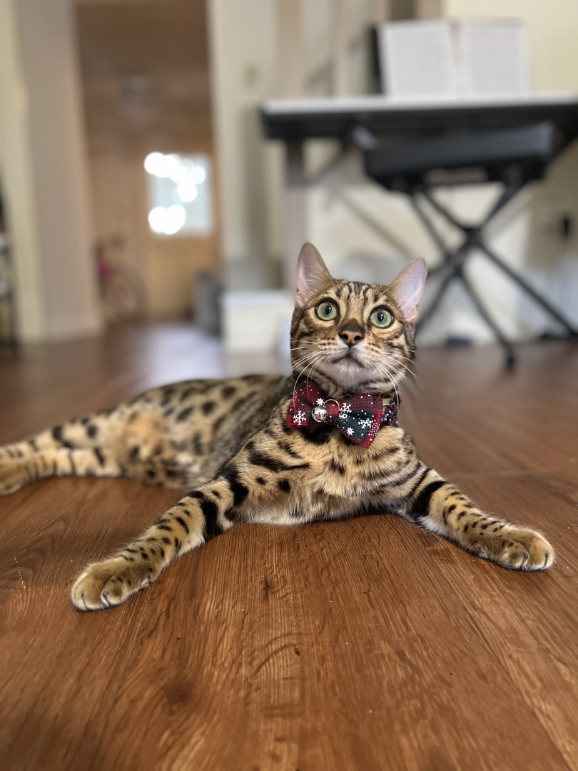 Nemo | America's Favorite Pet