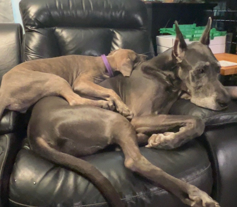 Gracie | America's Favorite Pet