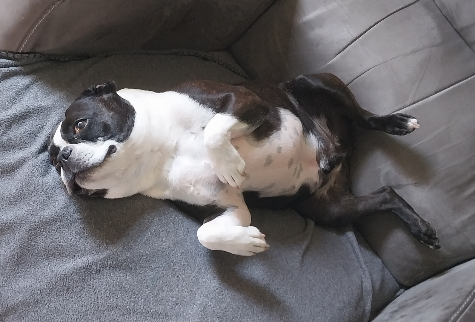 Jax | America's Favorite Pet