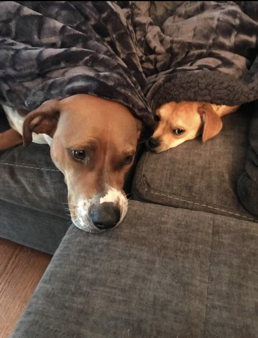 Waldo and MJ | America's Favorite Pet