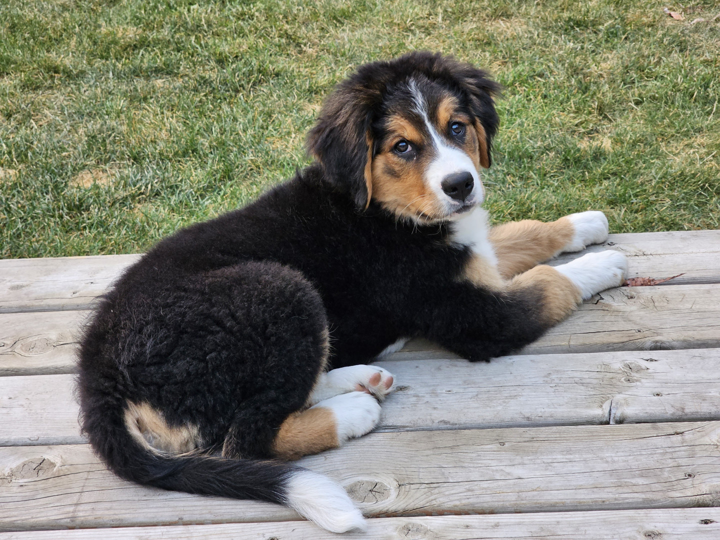 Gabi | America's Favorite Pet