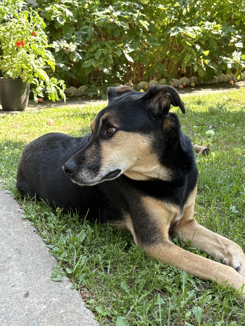 Reese's pieces | America's Favorite Pet