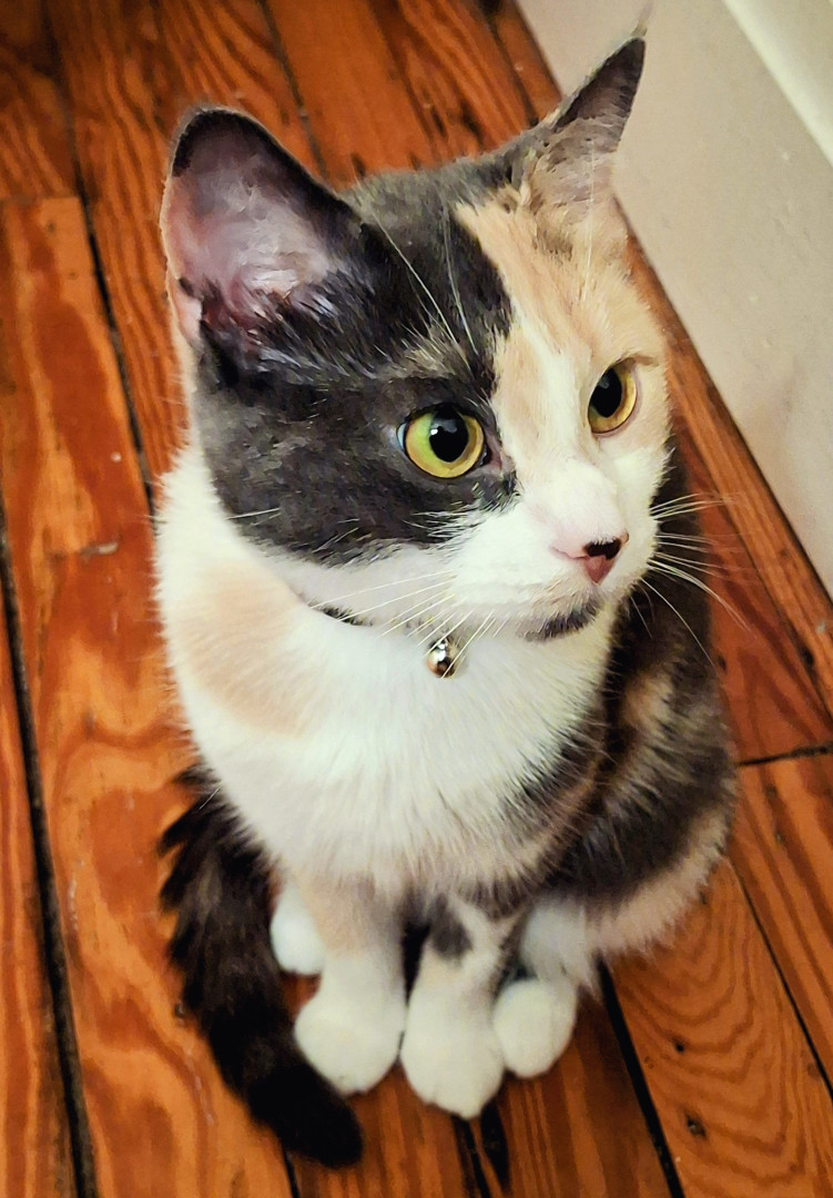 Havey | America's Favorite Pet