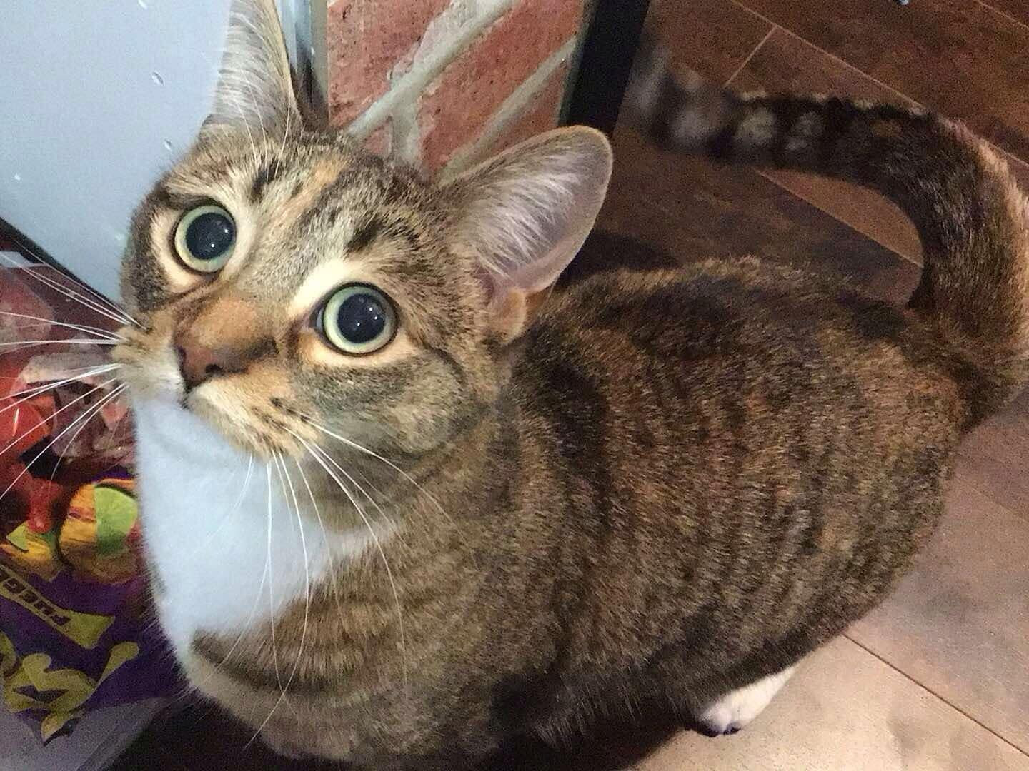 Nala | America's Favorite Pet