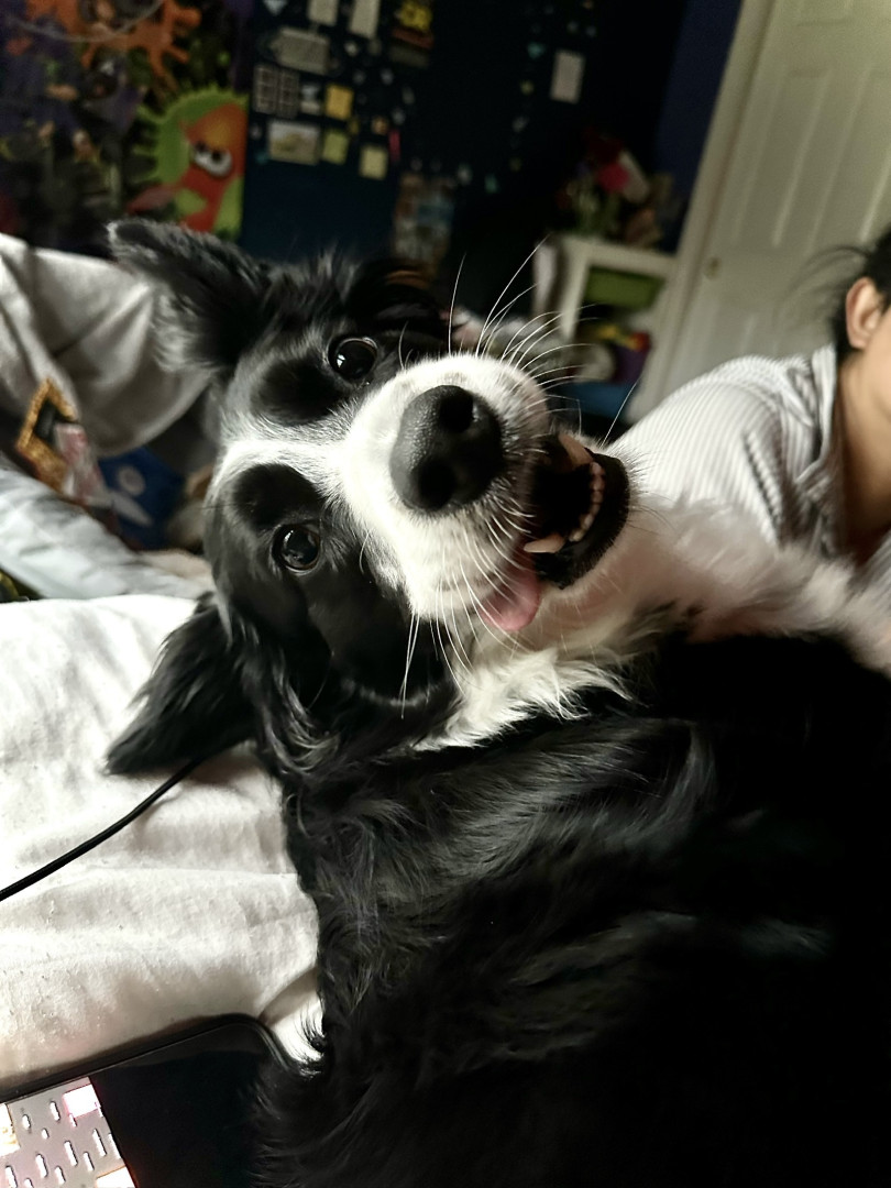 Phoebe | America's Favorite Pet