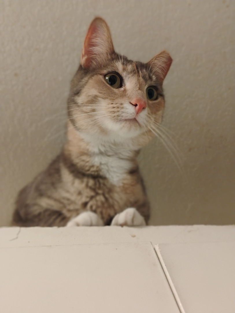 Princess Diarrhea | America's Favorite Pet