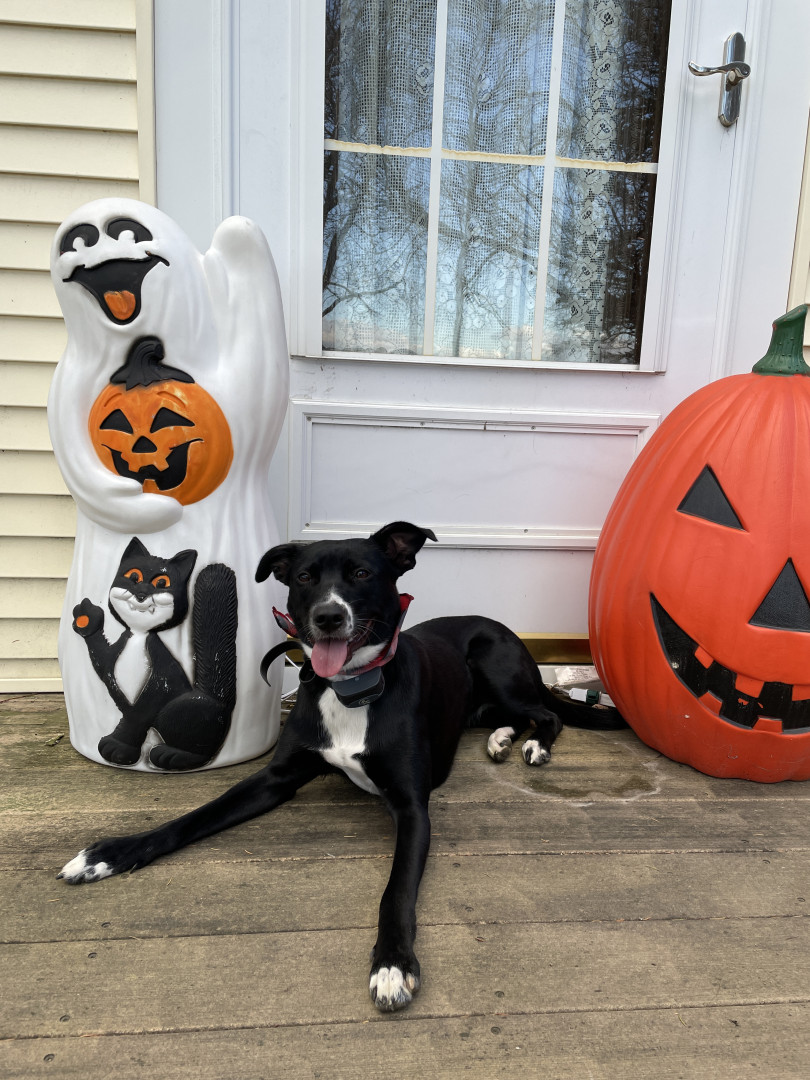 Onyx | America's Favorite Pet