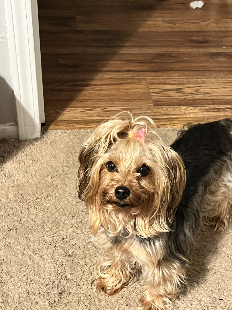 Princess Bella Renee Douglas | America's Favorite Pet