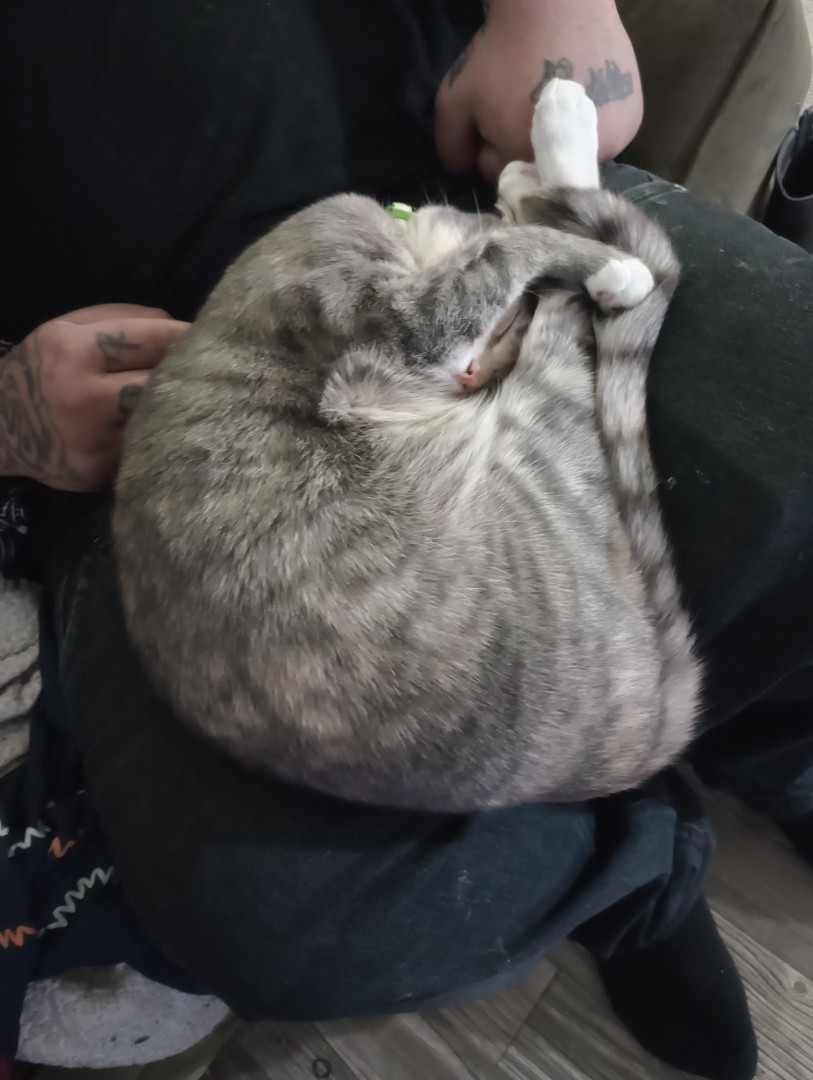 Princess Diarrhea | America's Favorite Pet