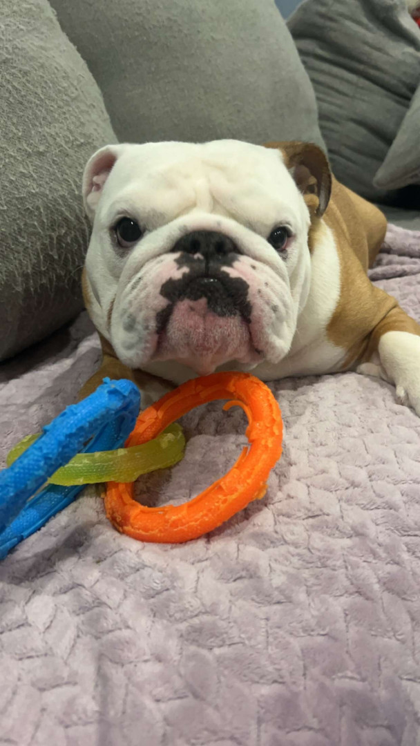 Opie | America's Favorite Pet