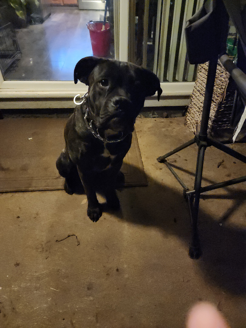 Sophie | America's Favorite Pet