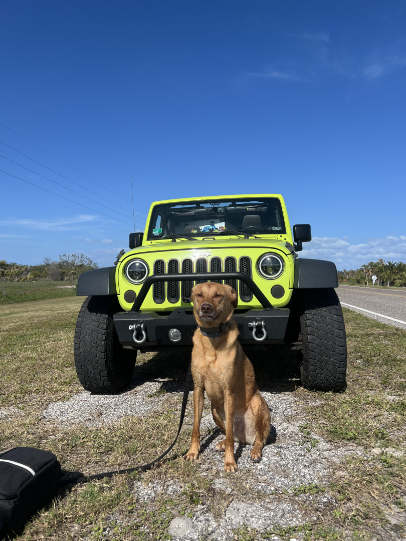 Willy | America's Favorite Pet