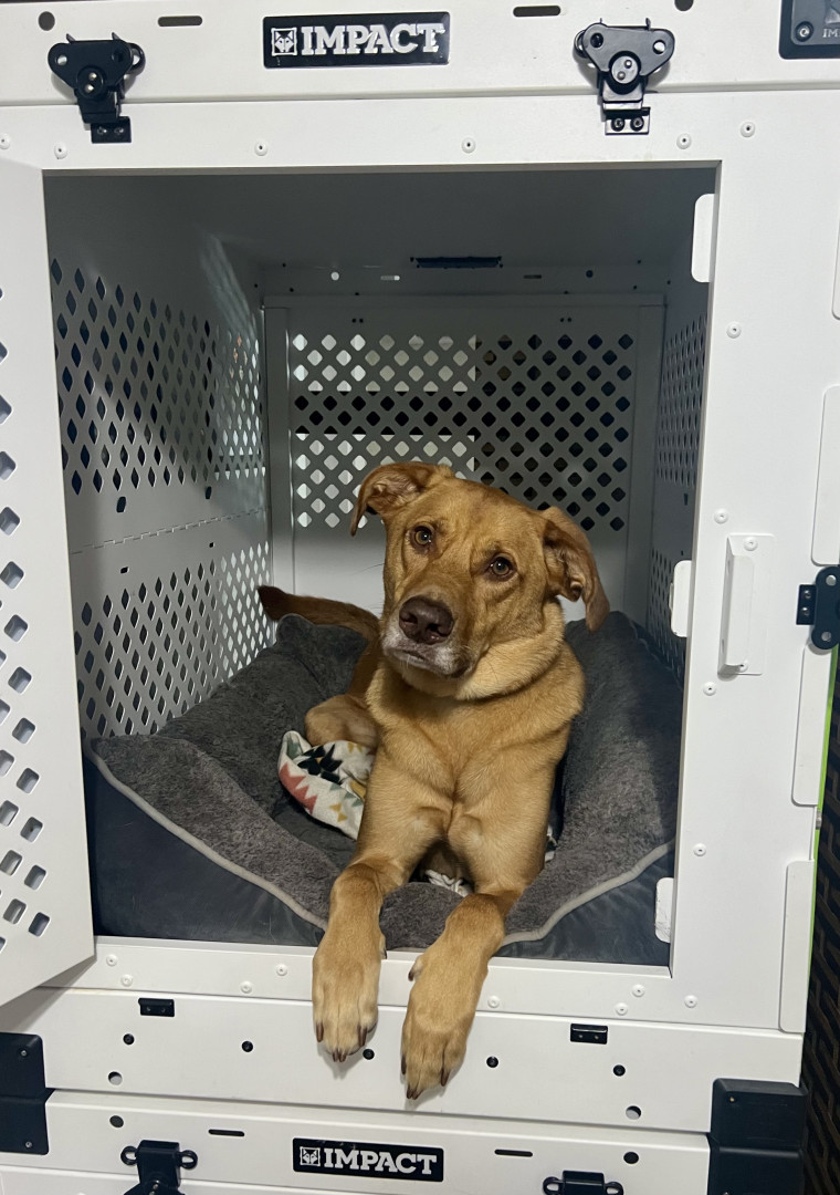 Willy | America's Favorite Pet