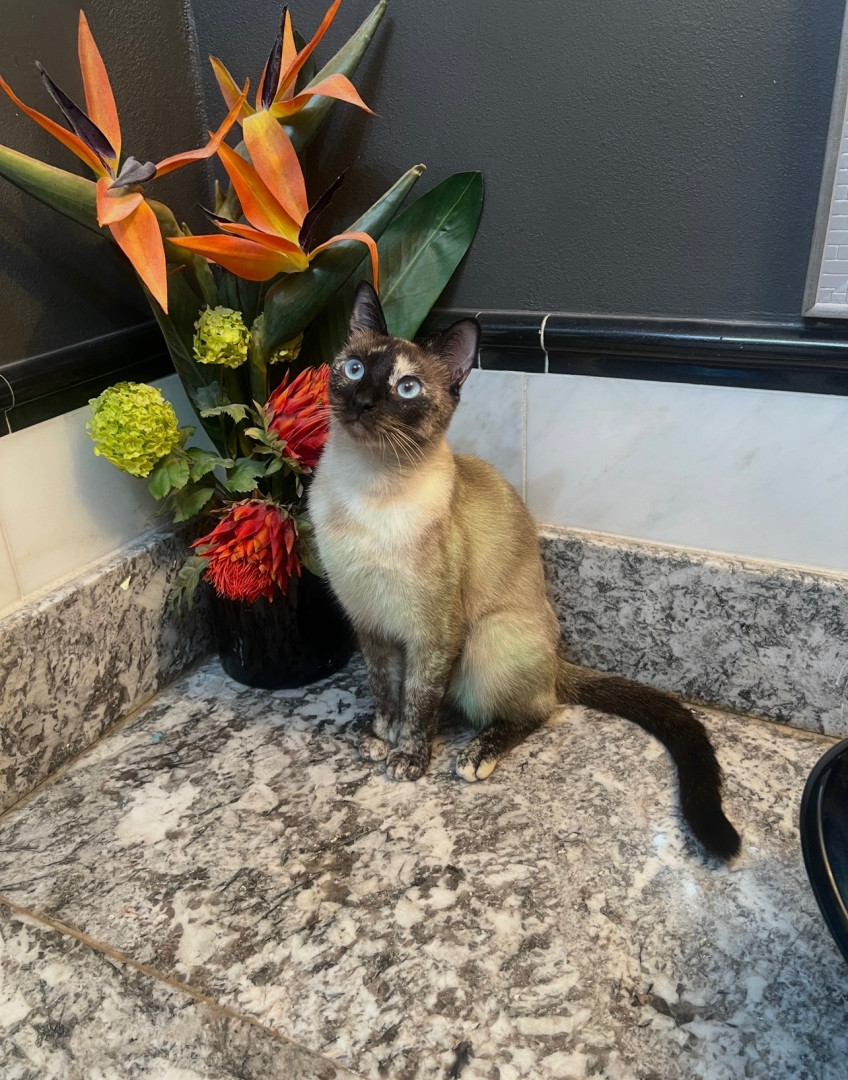 50 Cent Princess Baby | America's Favorite Pet