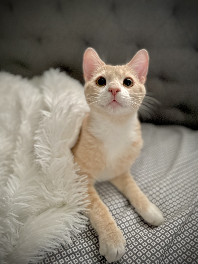 Marchenko | America's Favorite Pet