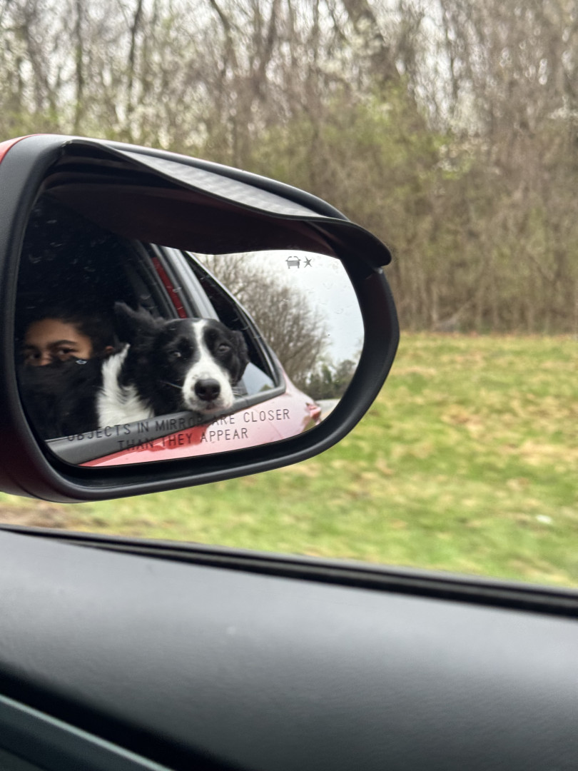 Phoebe | America's Favorite Pet