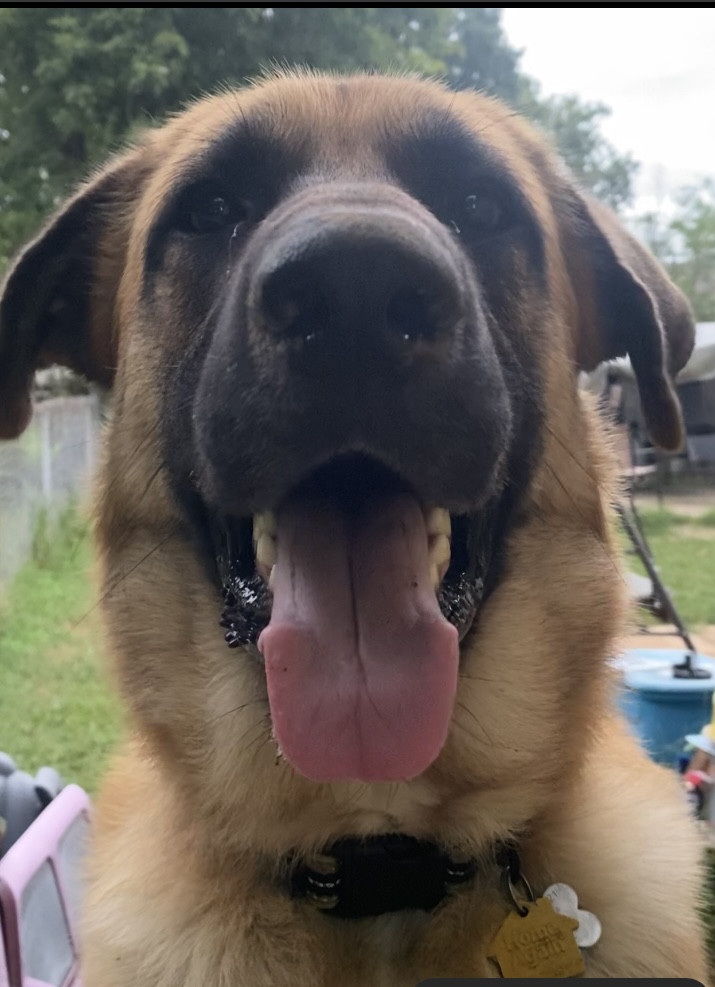 Tyson McPhyson | America's Favorite Pet