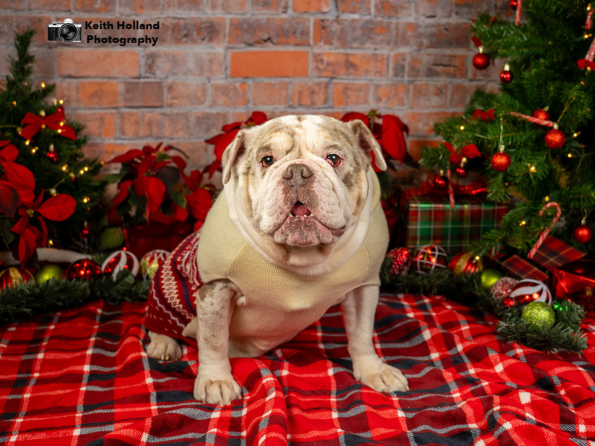 Morpheus | America's Favorite Pet