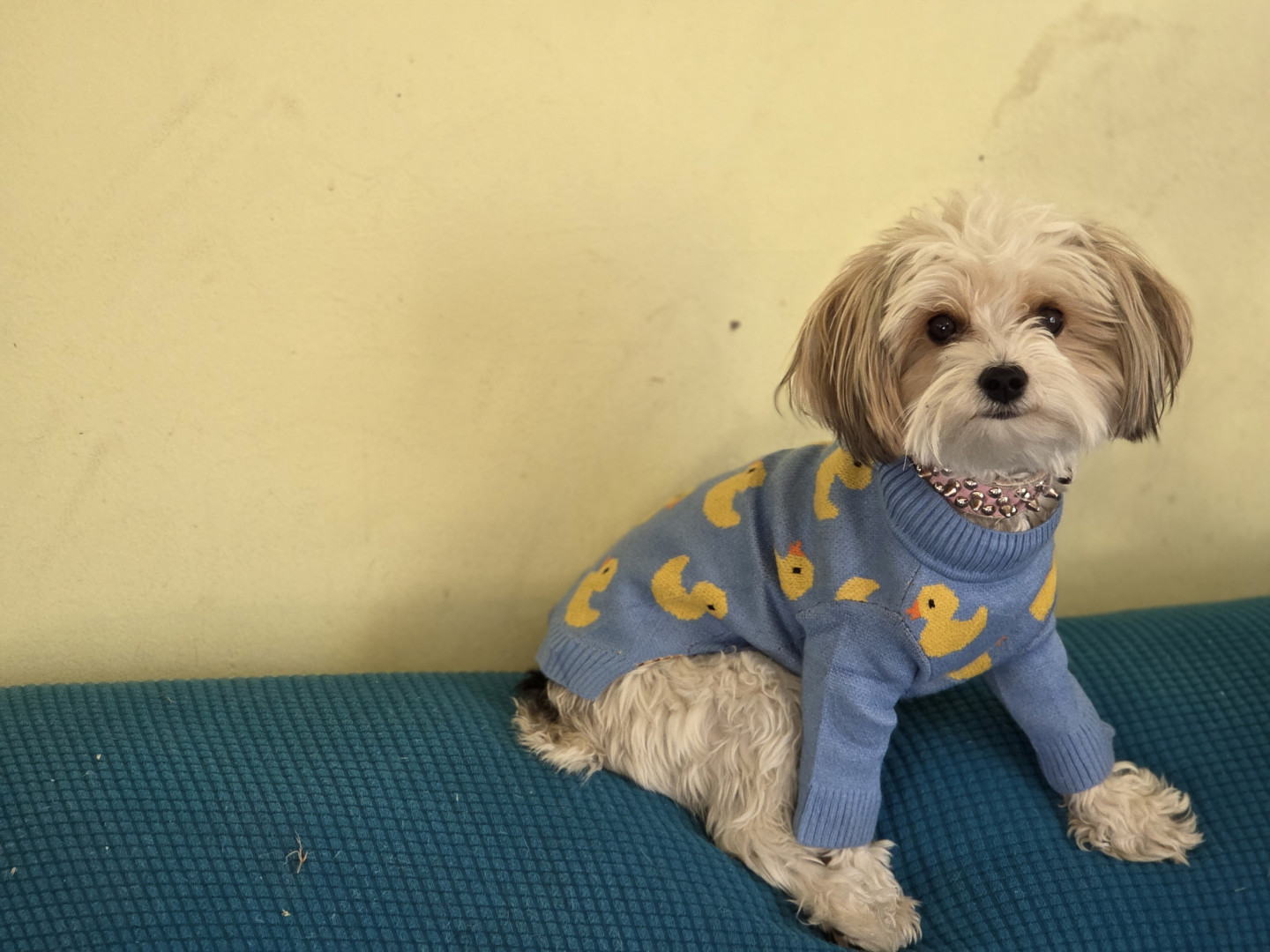 Gizmo | America's Favorite Pet