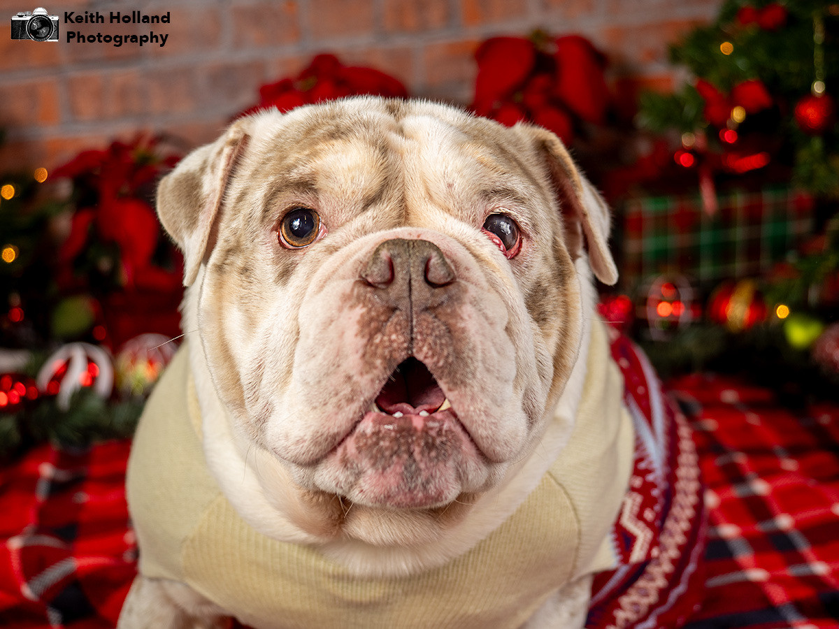 Morpheus | America's Favorite Pet