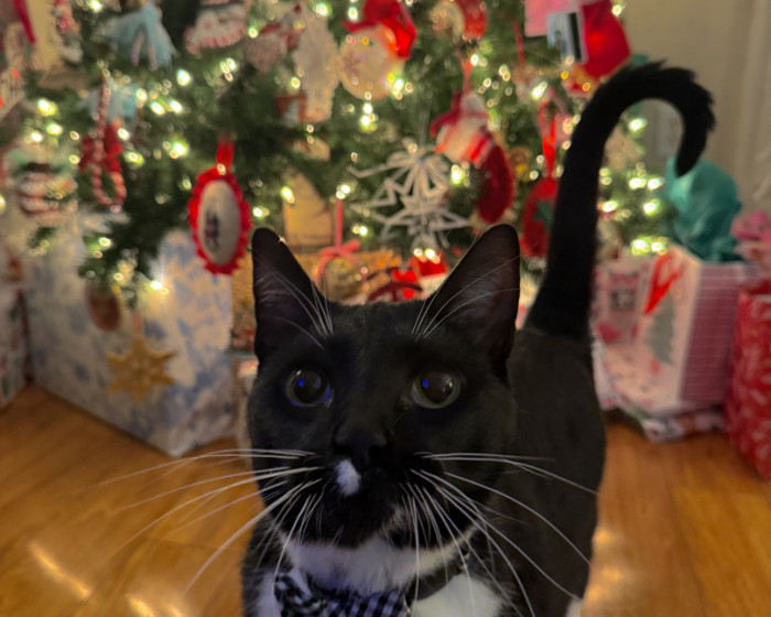 Tux | America's Favorite Pet