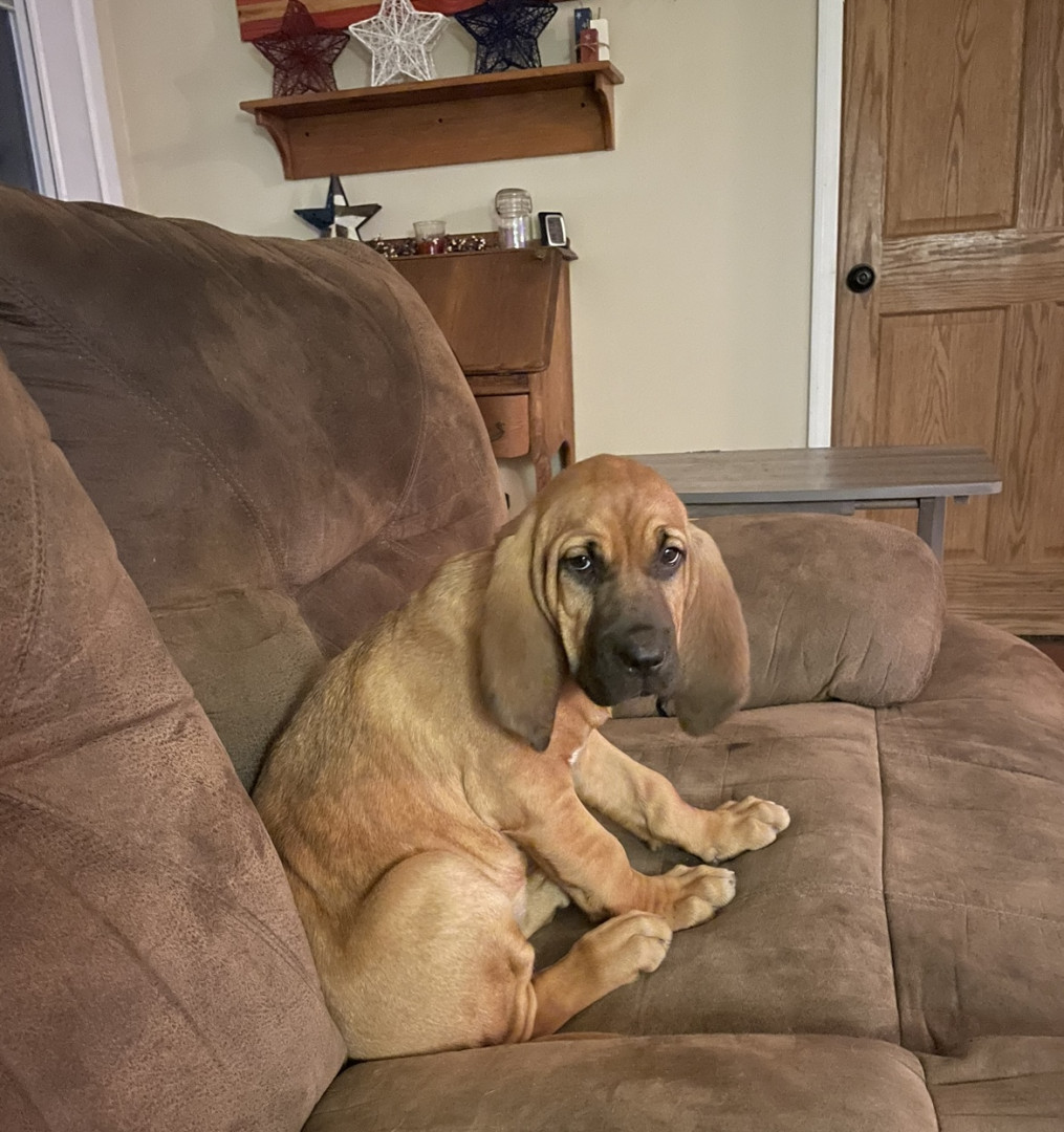 Daisy | America's Favorite Pet