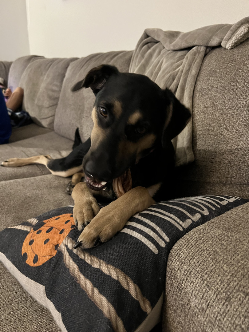 Lady | America's Favorite Pet