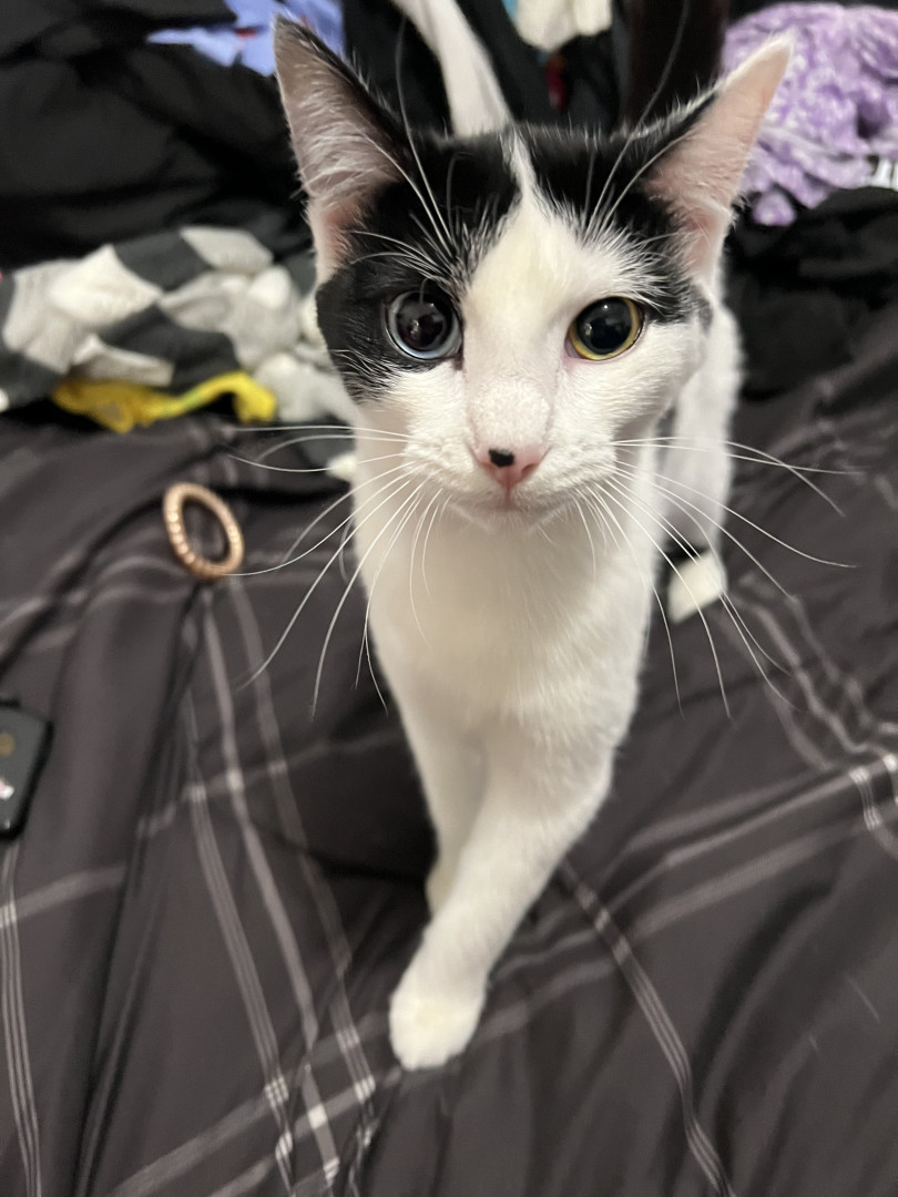 Emmie | America's Favorite Pet