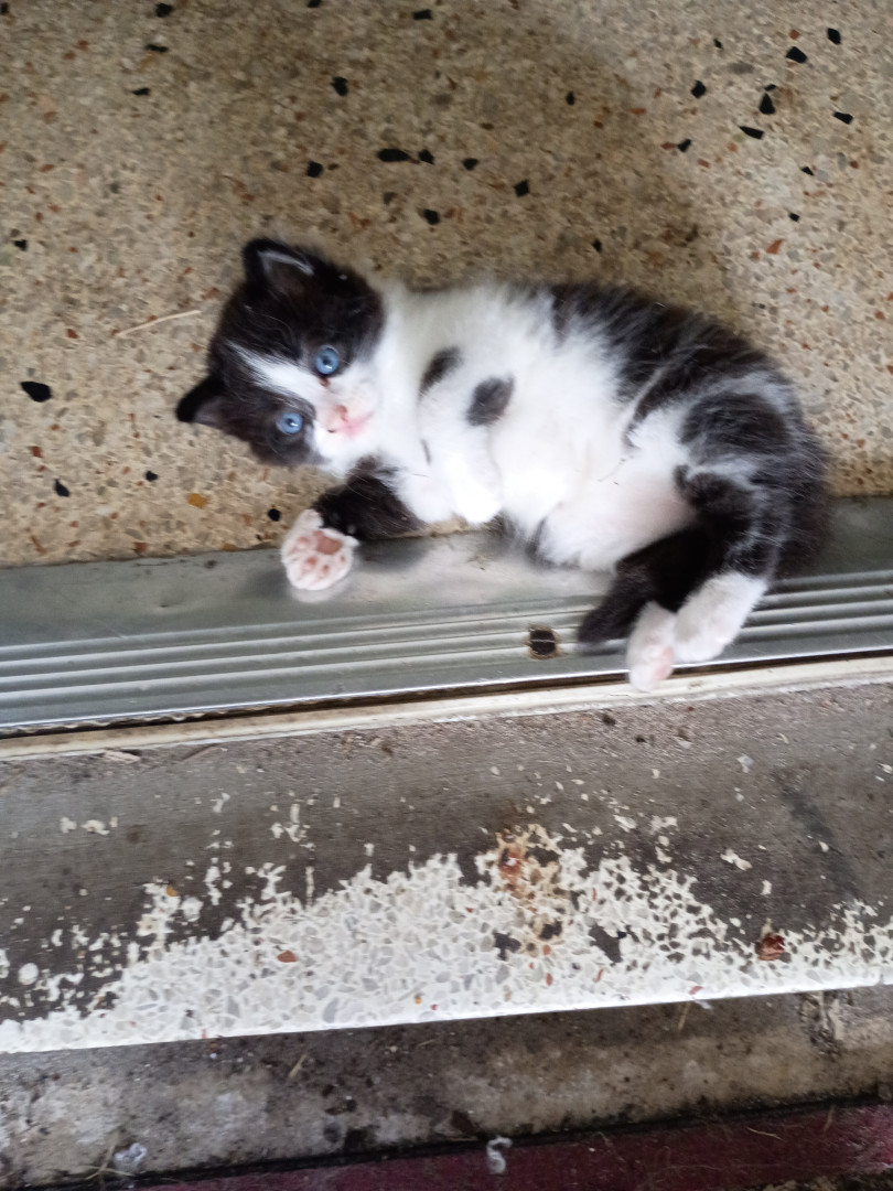 Jennifer Snoeck | America's Favorite Pet