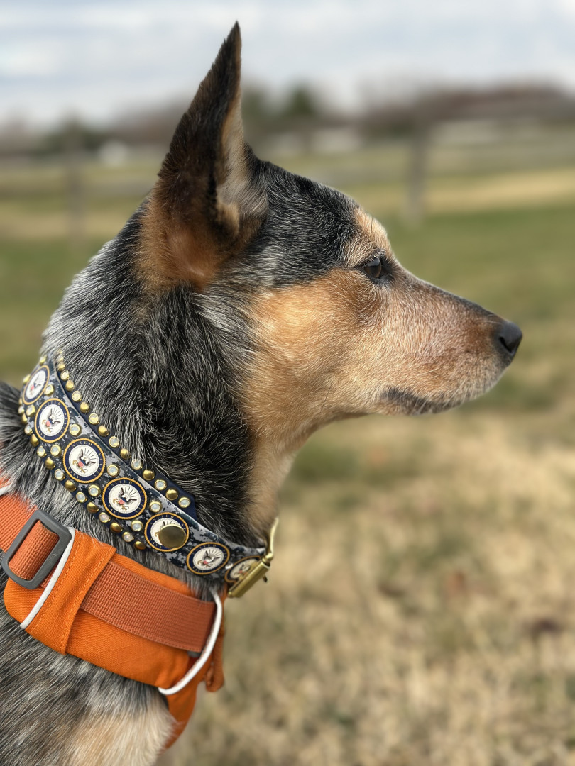 Travis Forever and Ever Amen | America's Favorite Pet