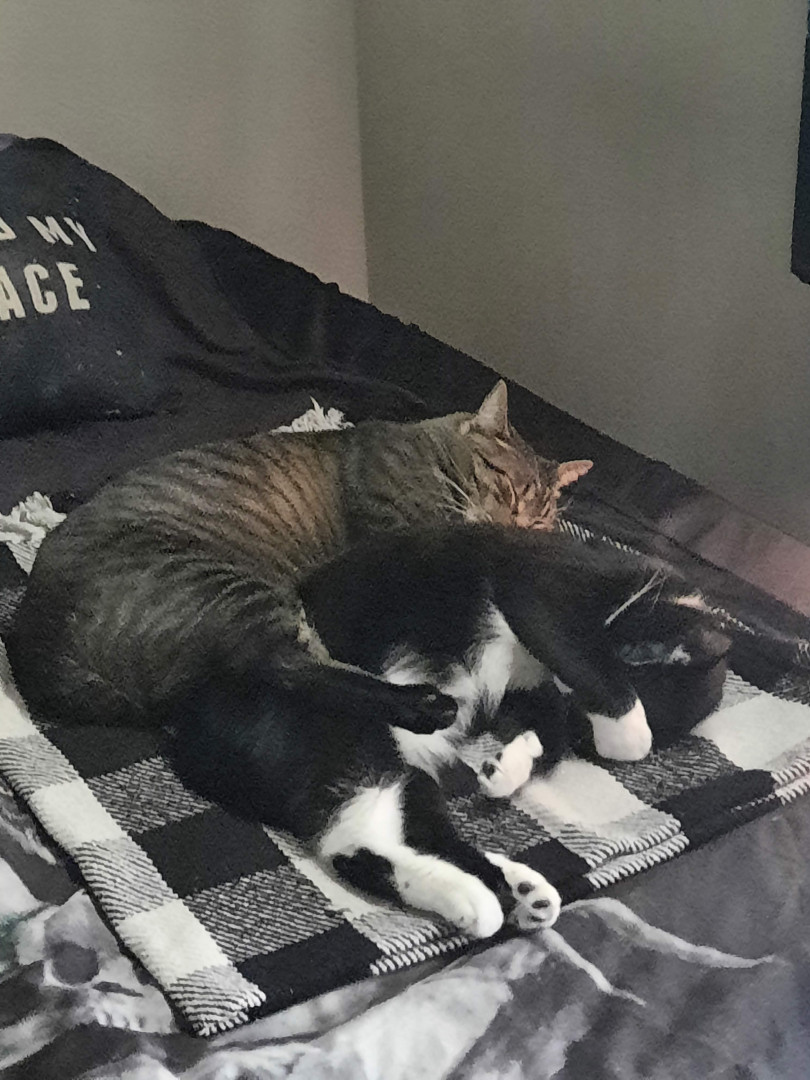 Magnus | America's Favorite Pet