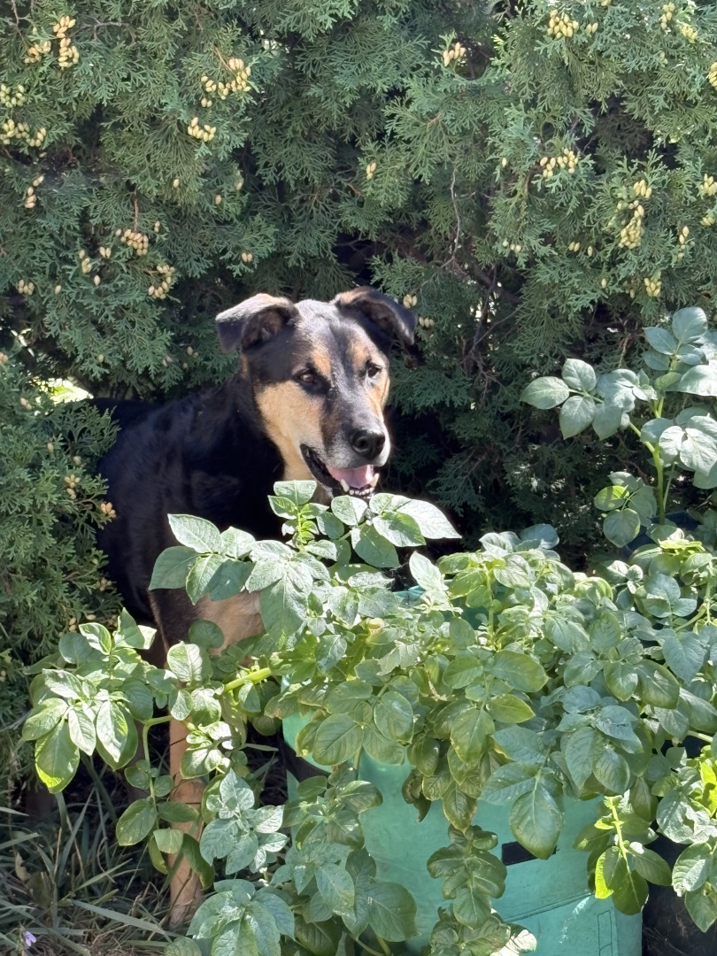 Reese's pieces | America's Favorite Pet