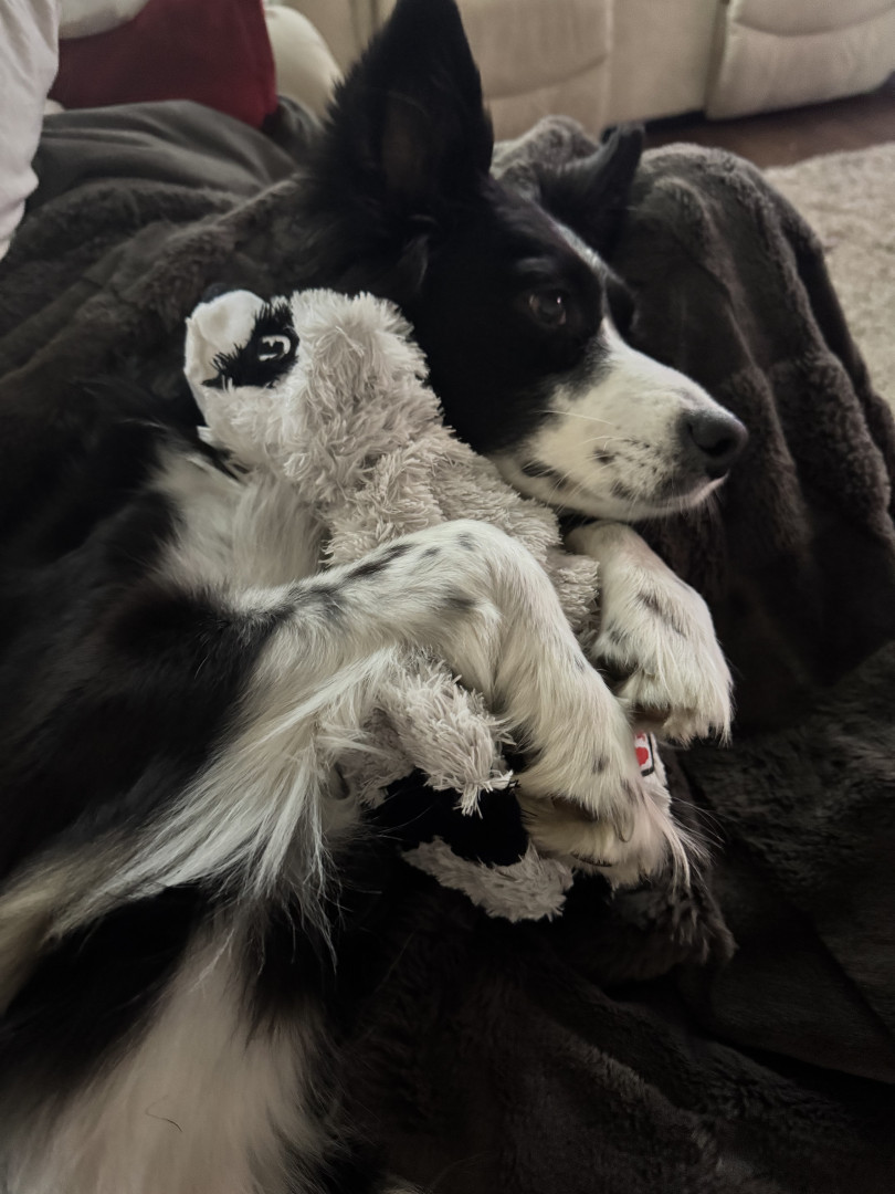 Phoebe | America's Favorite Pet