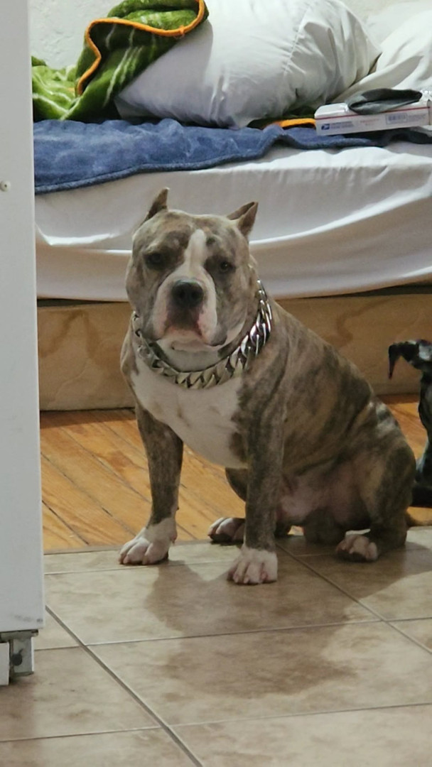 Zeus | America's Favorite Pet