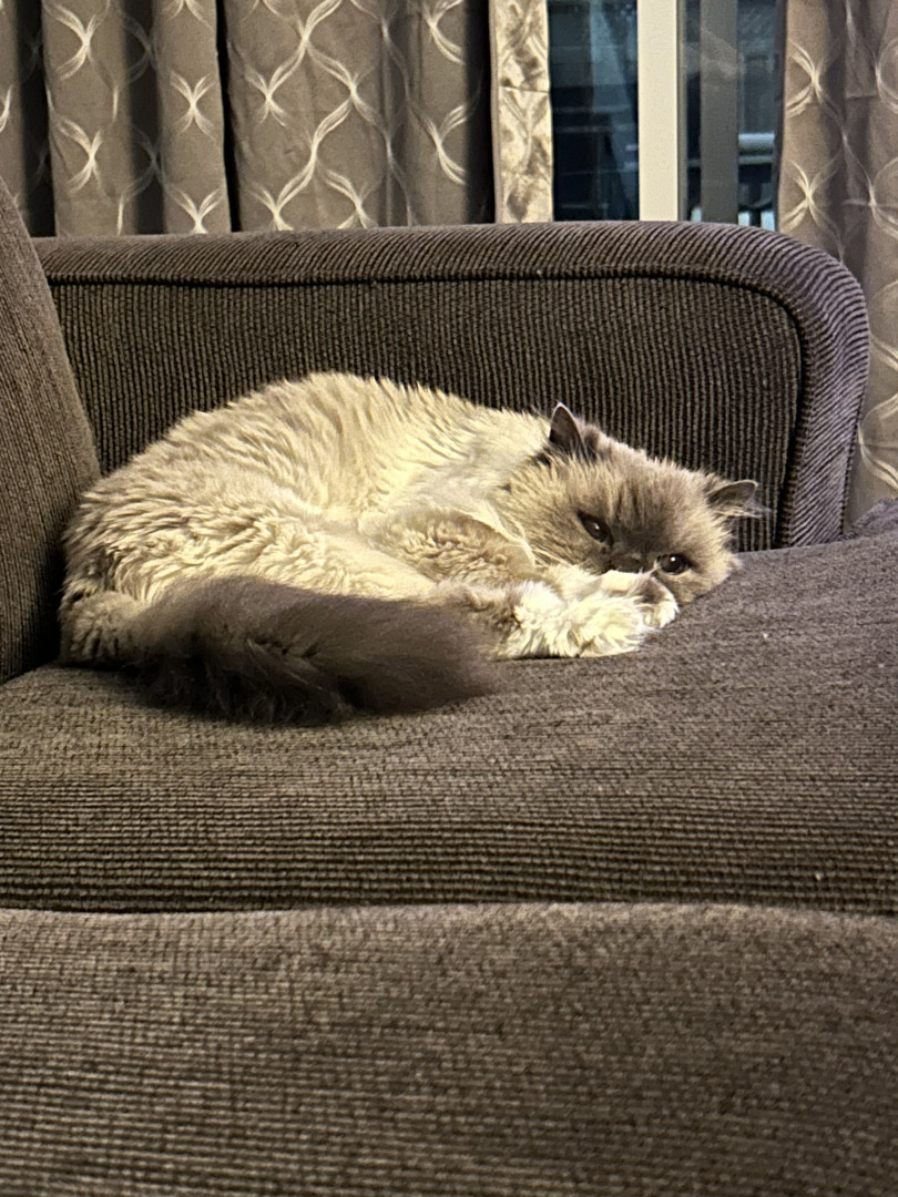 Phoebe | America's Favorite Pet