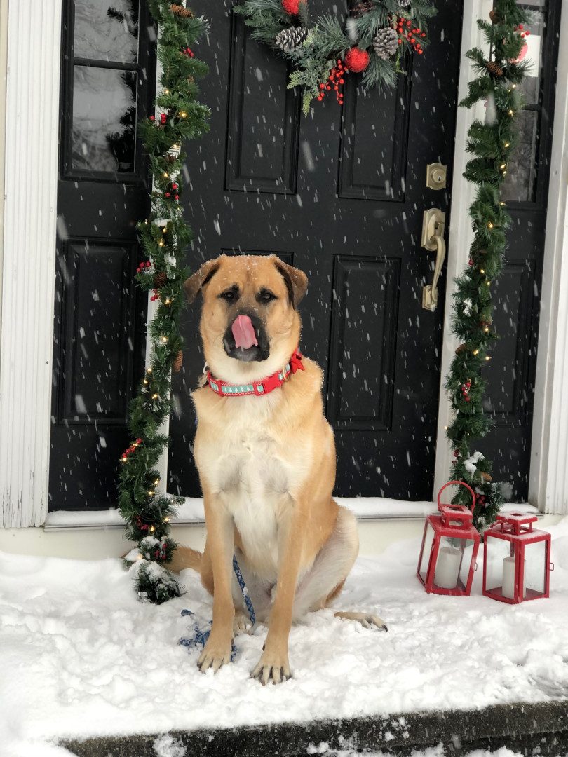 Bauer | America's Favorite Pet