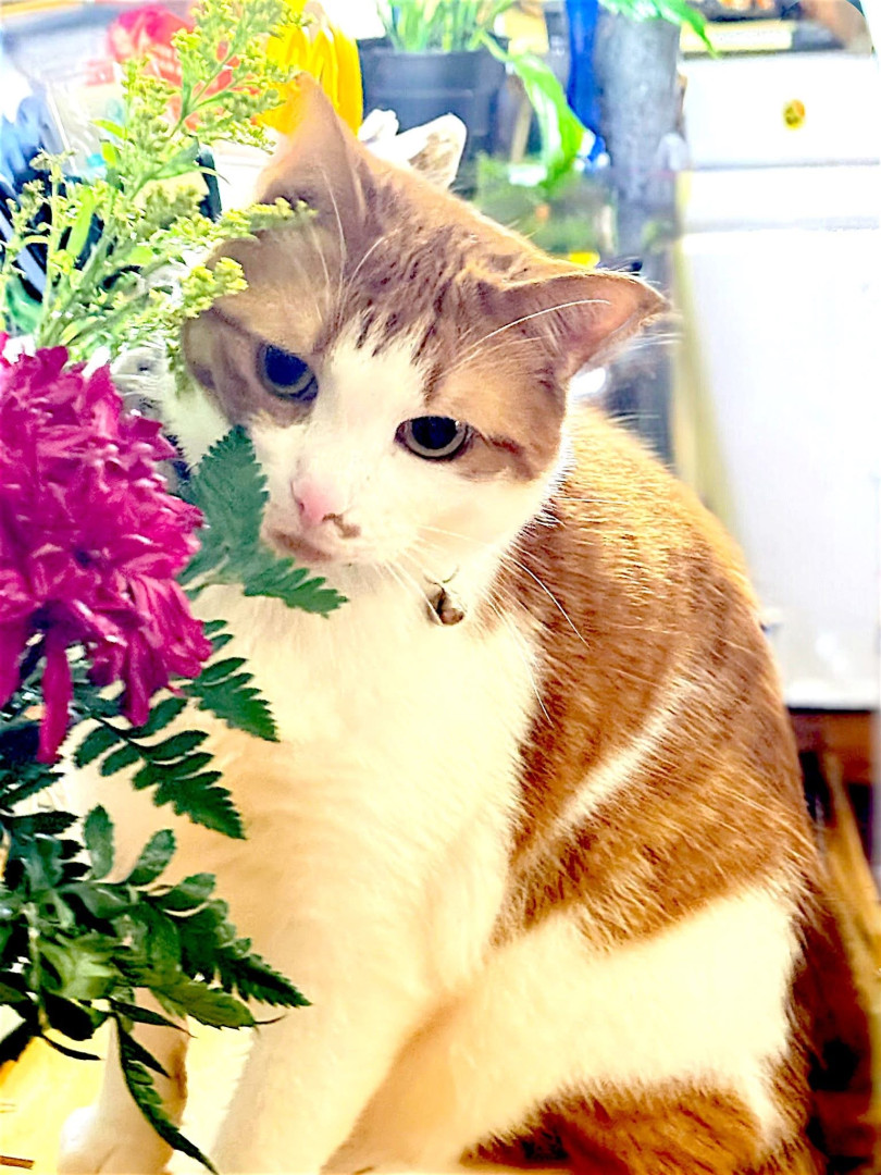 Sir Dash the Cat | America's Favorite Pet