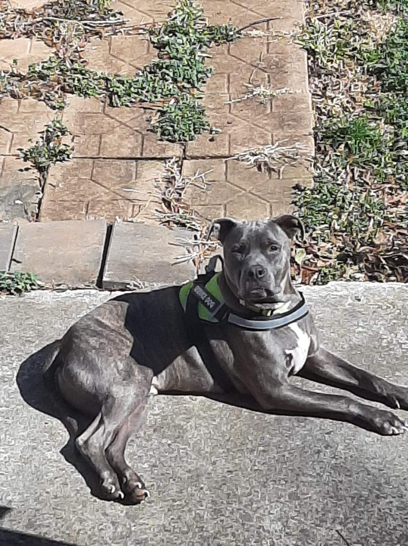 Mason | America's Favorite Pet