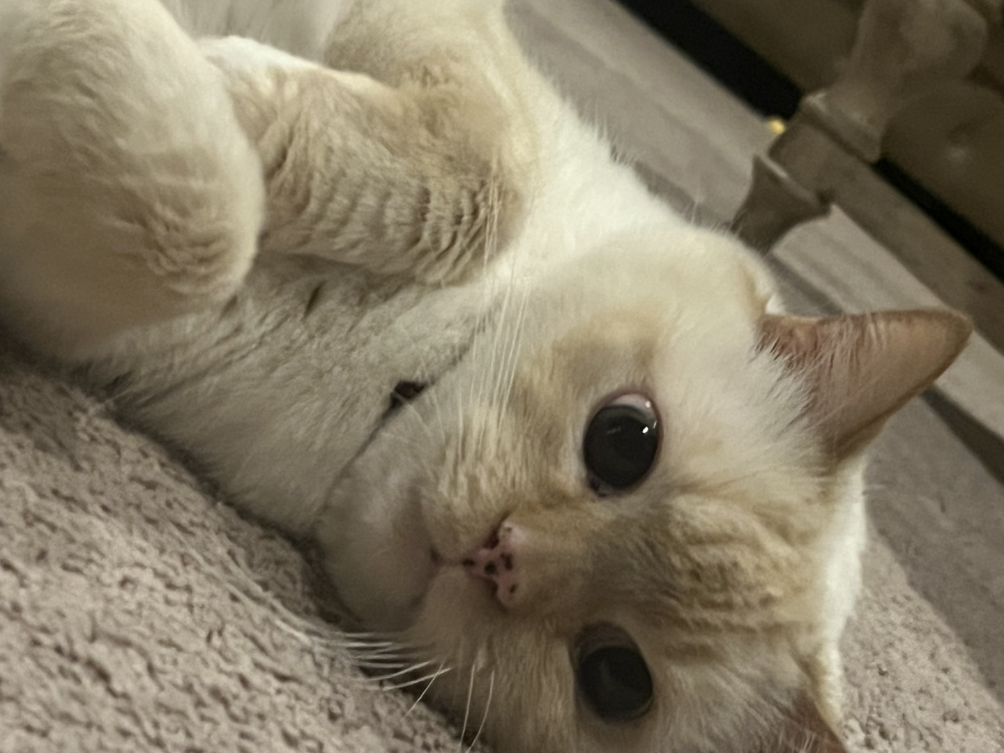 Cat Stevens | America's Favorite Pet