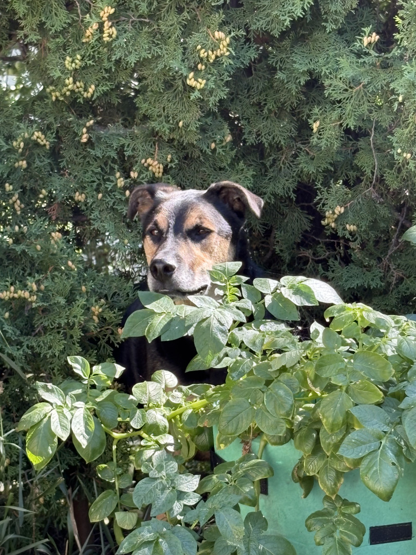 Reese's pieces | America's Favorite Pet