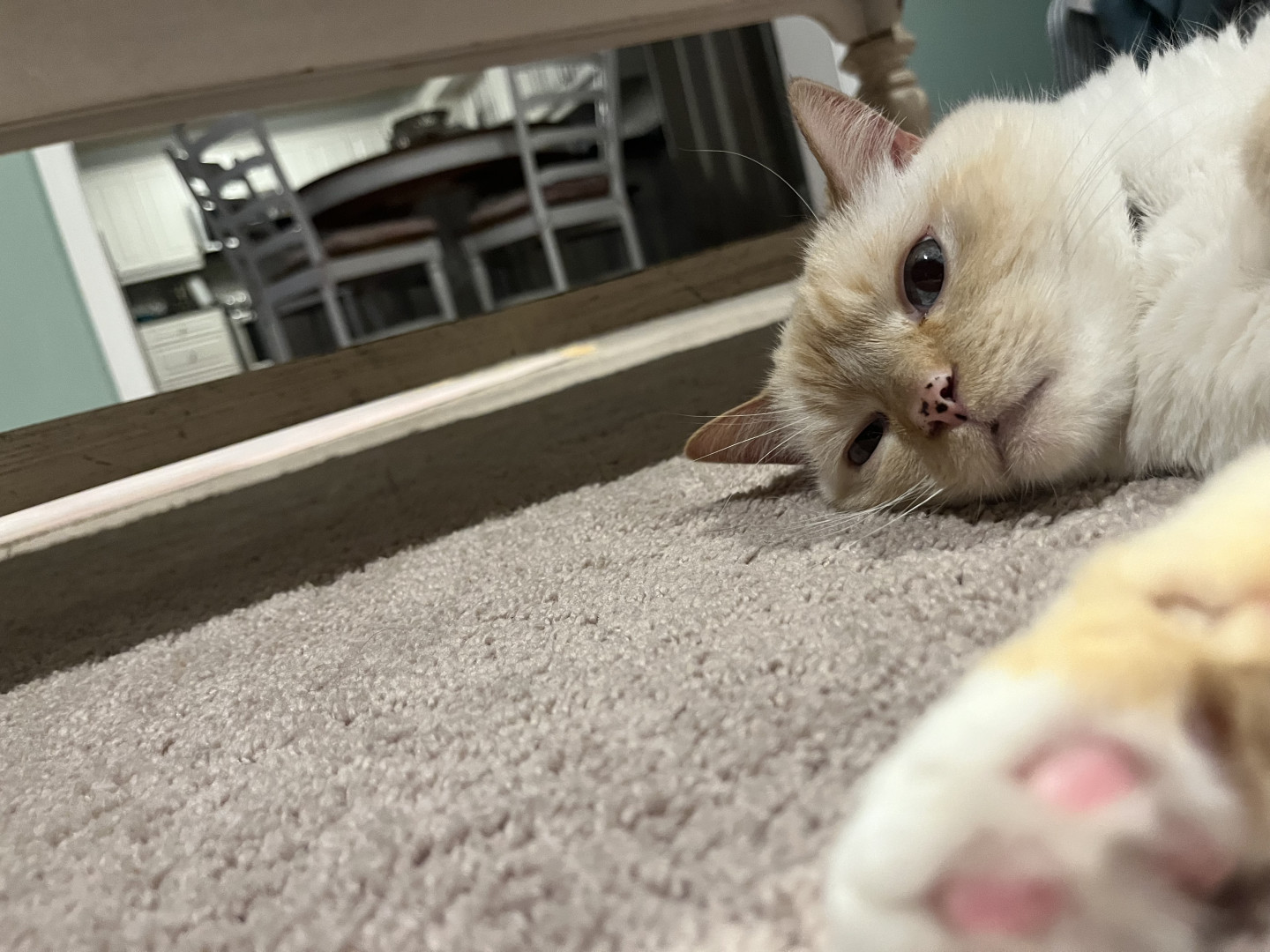 Cat Stevens | America's Favorite Pet