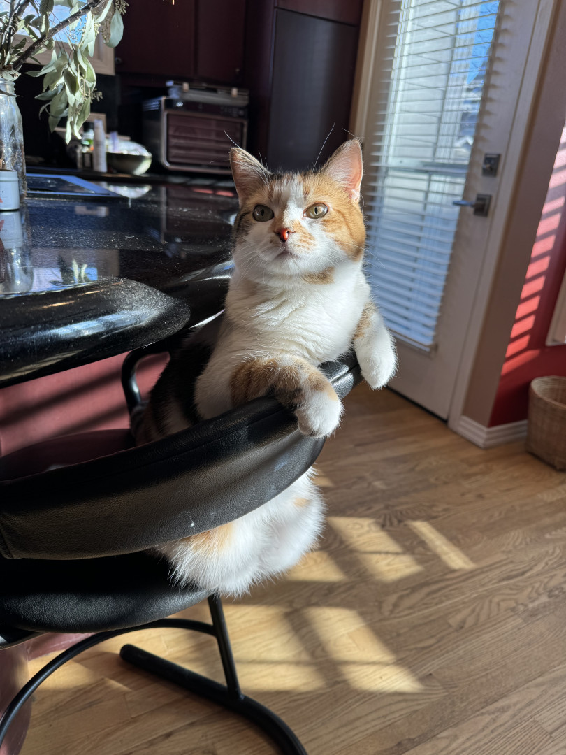 Miss Priss | America's Favorite Pet