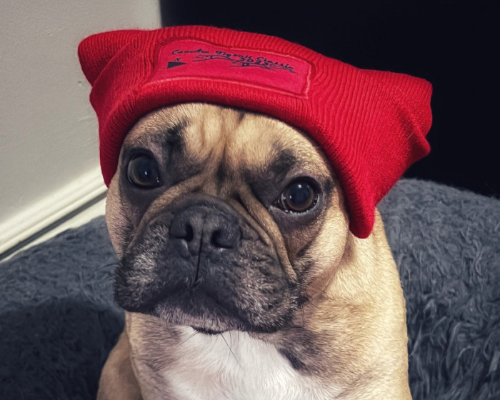 America's Favorite Pet