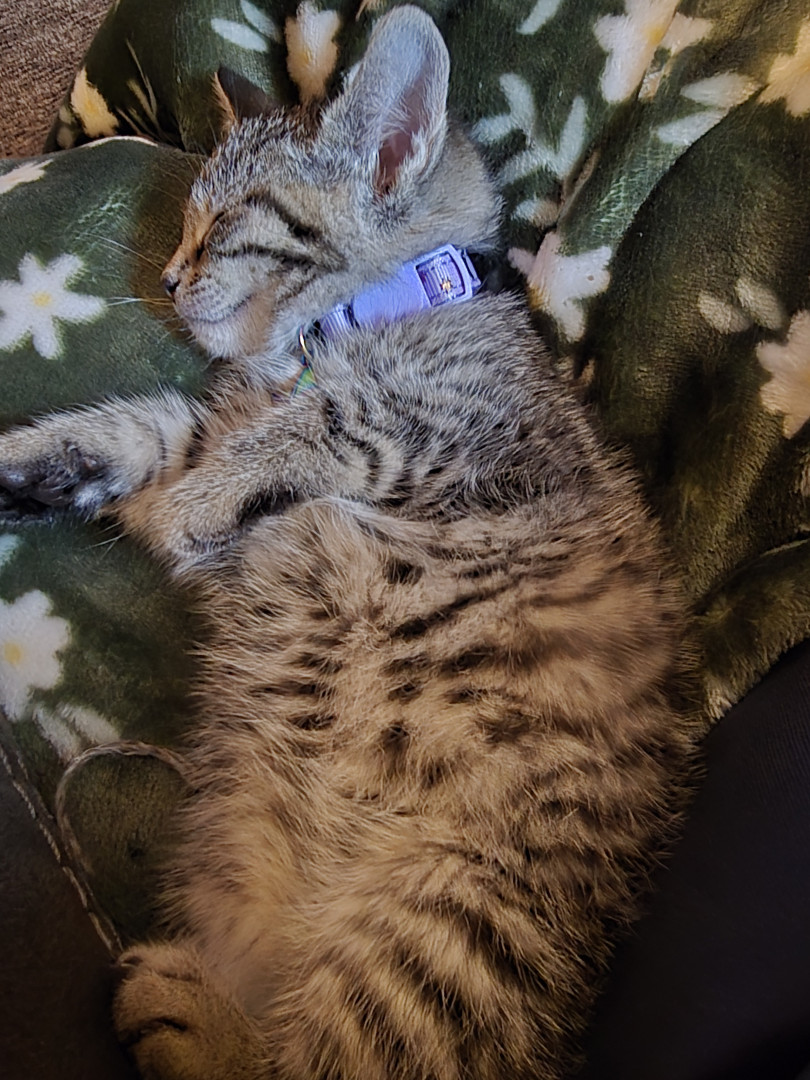 Fern Jacket | America's Favorite Pet