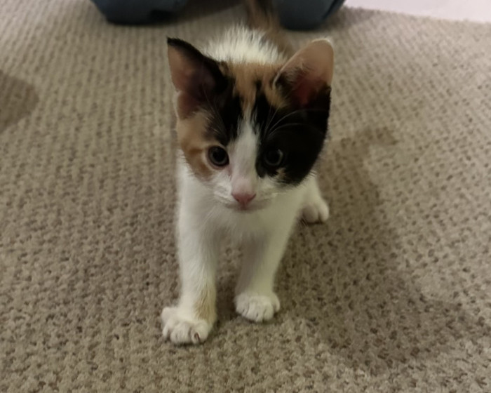 America's Favorite Pet