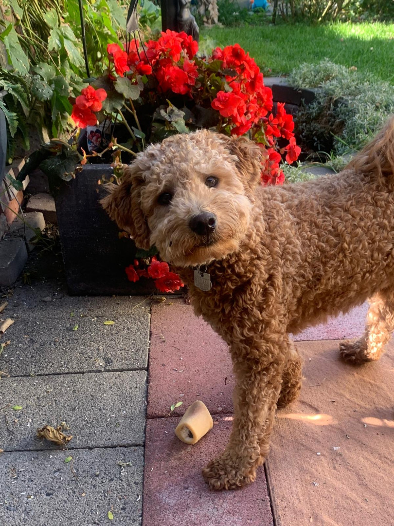 Chester | America's Favorite Pet