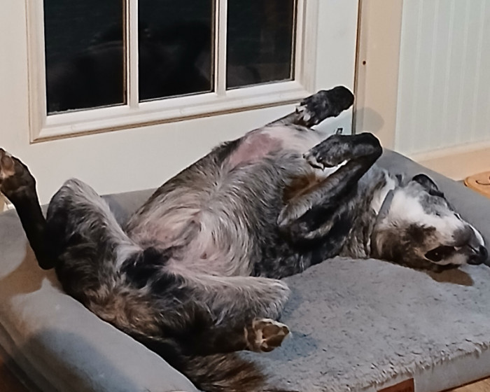 America's Favorite Pet