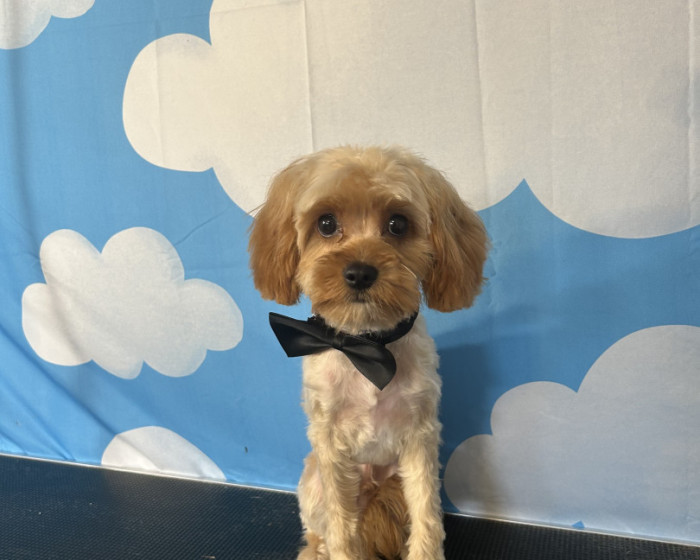 Ozzy | America's Favorite Pet