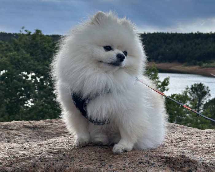 America's Favorite Pet